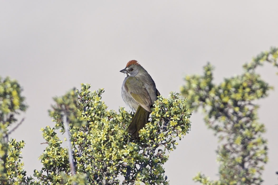 Birding the Mono Basin – Guadualito Birding Tours